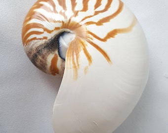 Nautilus shell decor | Etsy