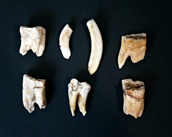 Horse tooth | Etsy