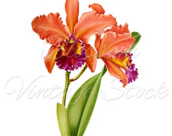 Orchid drawing | Etsy