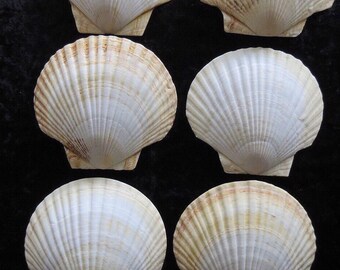 Large scallop shells | Etsy