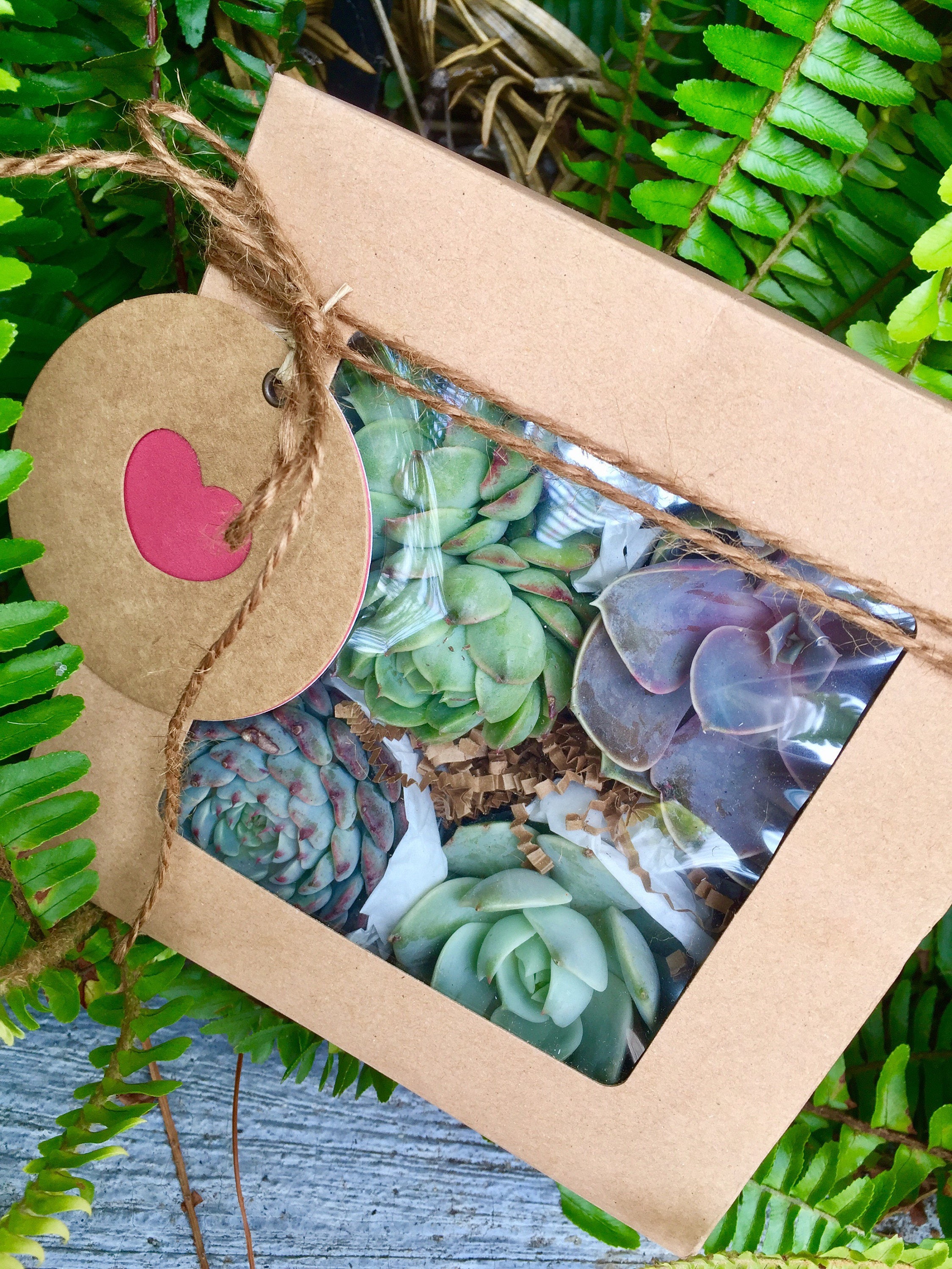 Succulent Treasures Gift Box. Four Assorted Premium succulents