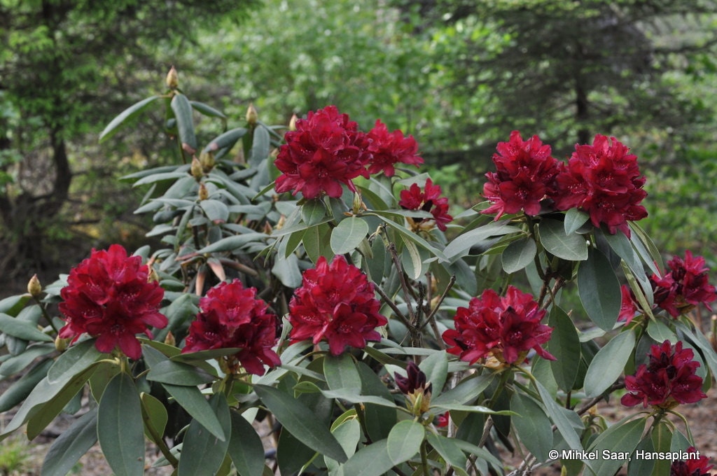 Rhododendron Henry’s Red - Deep Red Bloom - Hardy to -25 F degrees ...