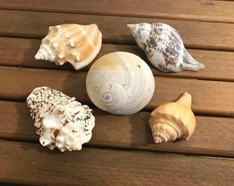Round seashell | Etsy