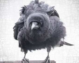 Crow Photography Nature Photography White Crow Leucistic