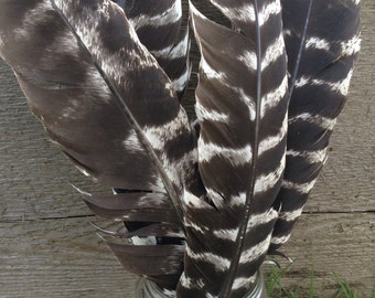 Unique wild turkey feathers related items | Etsy