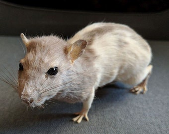 Taxidermy rat | Etsy
