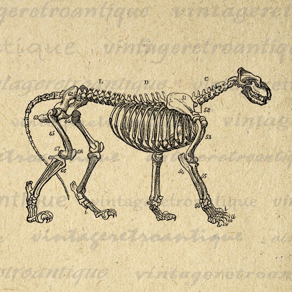 Printable Lion Skeleton Diagram Graphic Download Digital Image