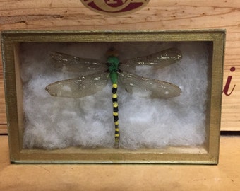 Dragonfly taxidermy | Etsy