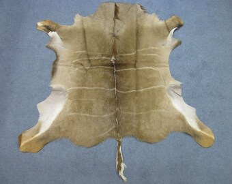 Springbok hide | Etsy