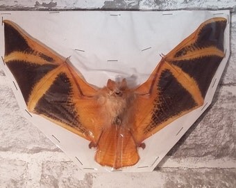 Taxidermy bat | Etsy
