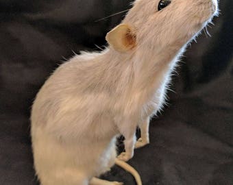 Taxidermy rat | Etsy