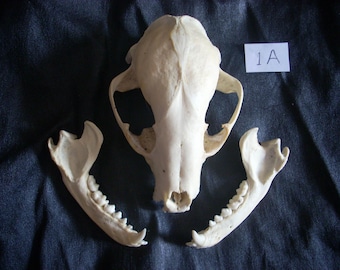 Raccoon teeth | Etsy