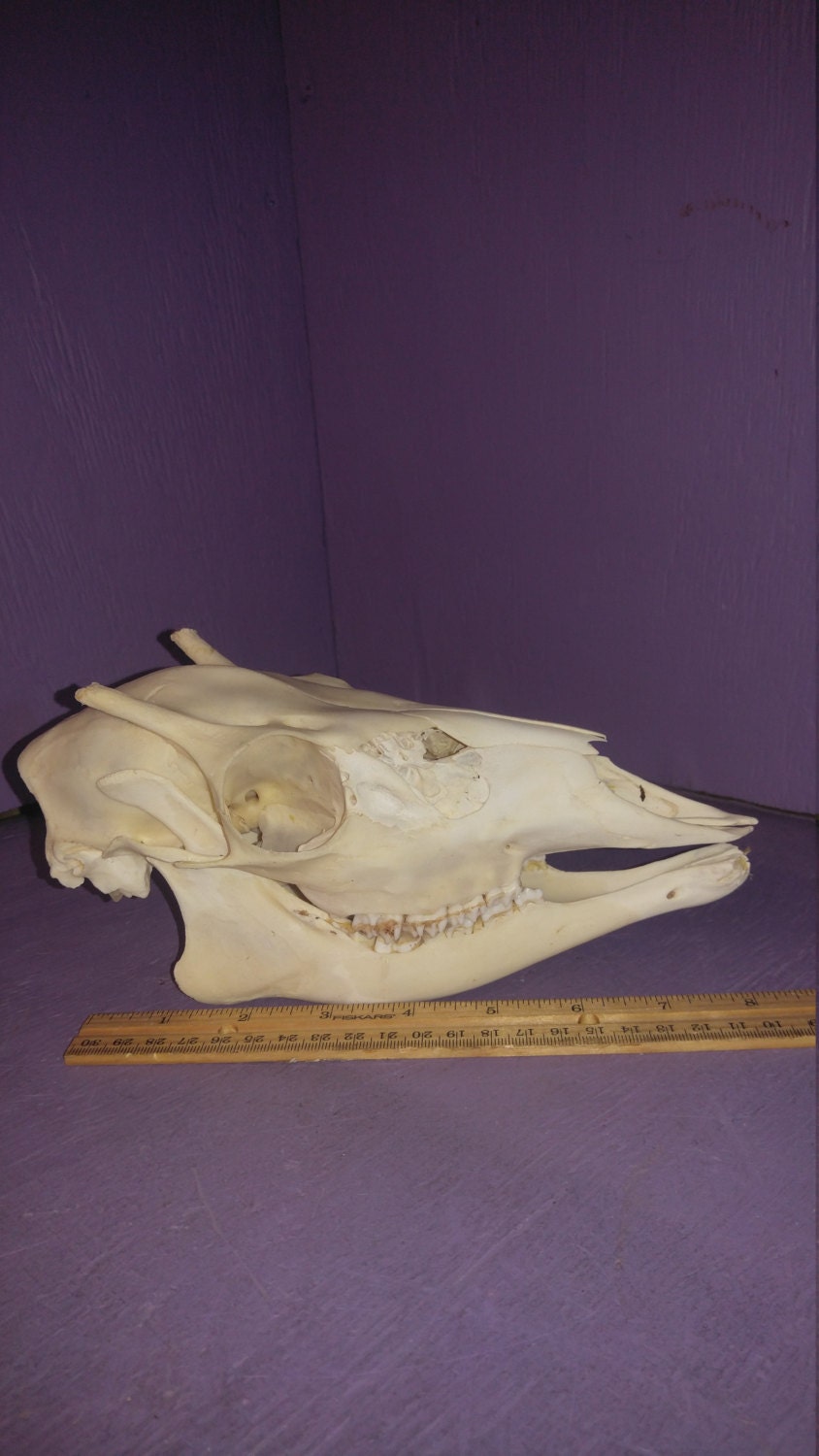 Real animal buck deer skull spike antler horn white tail