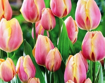 Unique flower bulbs related items | Etsy