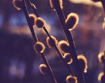 Pussy willow art | Etsy