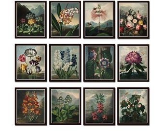 Dutch Floral Still Life Botanical Print Giclee Art Print