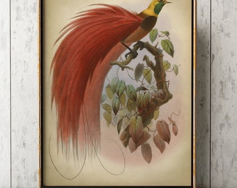Exotic bird art | Etsy