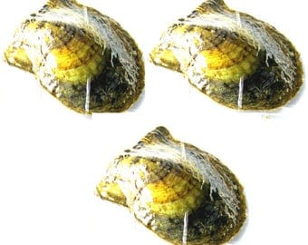 Akoya oysters | Etsy