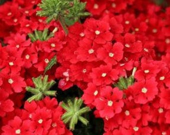 Verbena seeds | Etsy