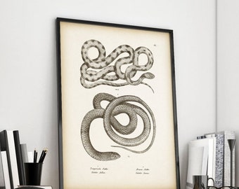 Snake wall art | Etsy