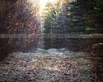 Forest backdrop | Etsy