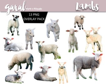 Animal overlays | Etsy