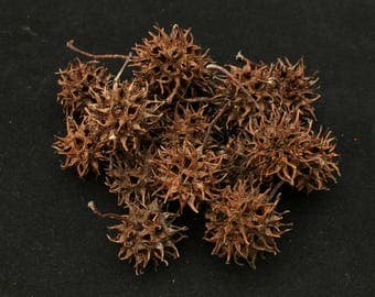 Sweet gum balls | Etsy