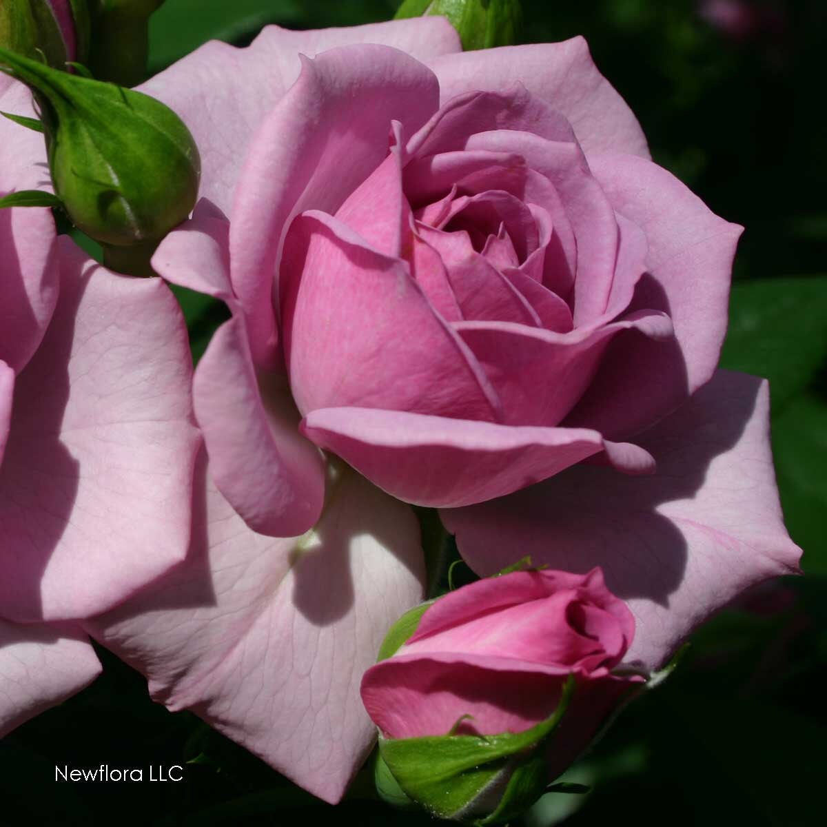 Lavender Veranda ® Rose Bush Plant Own Root in 5 Deep