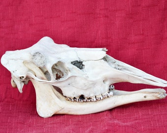 Unique bull skeleton related items | Etsy