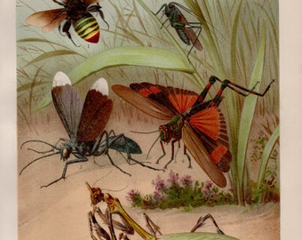 Antique insect print | Etsy