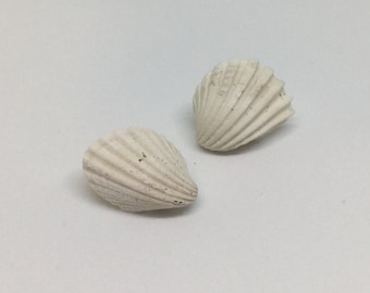 Broad-Ribbed Cardita Seashell Owl