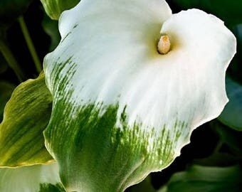 Green calla lilies | Etsy