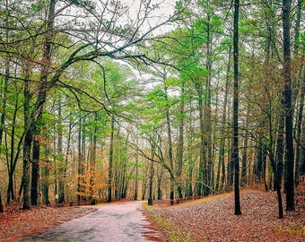 Forest backdrop | Etsy