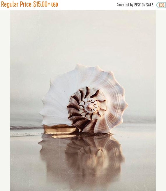 SALE Vertical Seashell Photograph, Beach Photography Decor, Sea Shell ...