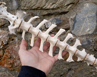 Real goat spine | Etsy