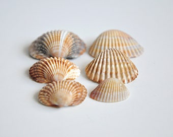 Bulk seashells | Etsy