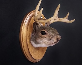 Jackalope mount | Etsy