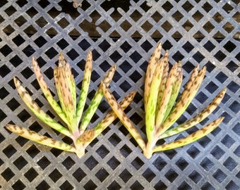 Maternity plant | Etsy