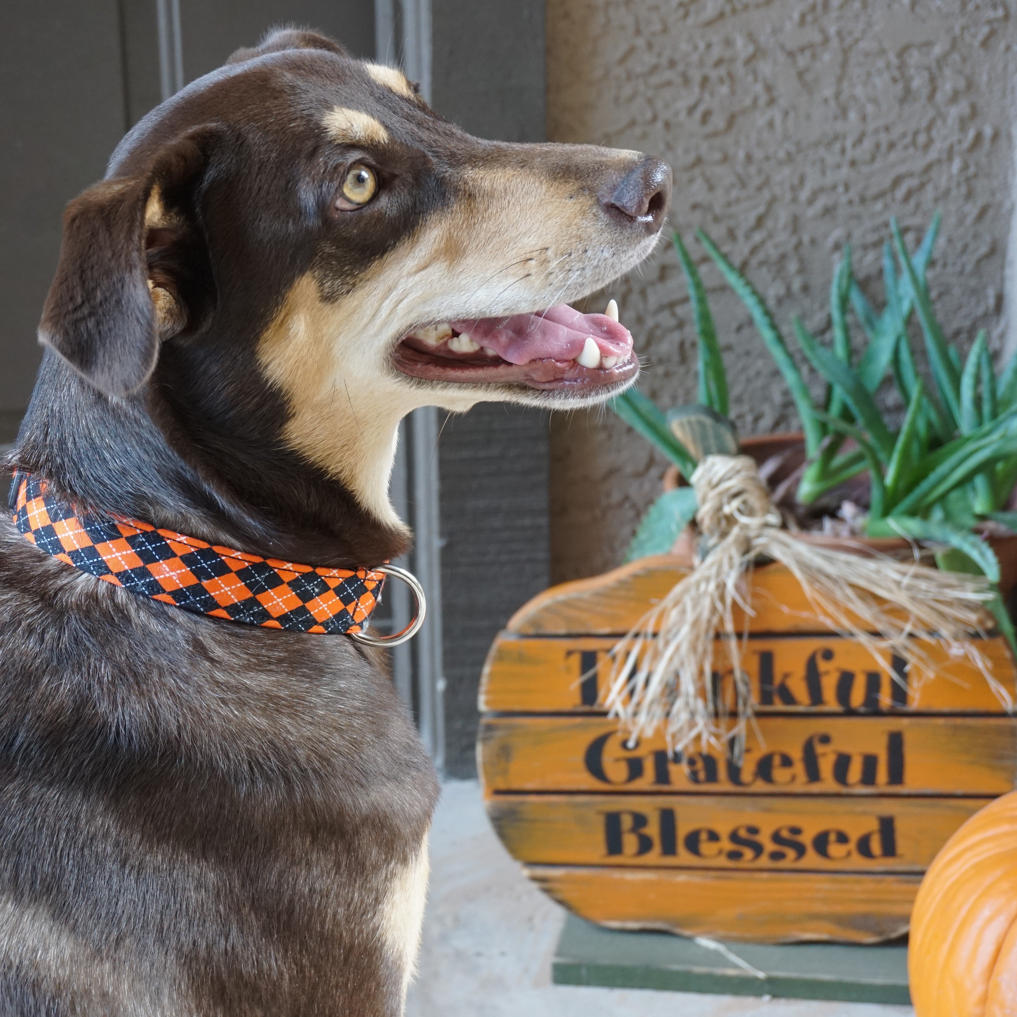 Fashionable Dog Collars by NewLeashOnLifeCo on Etsy