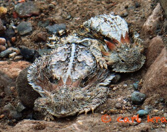 Horned toad | Etsy