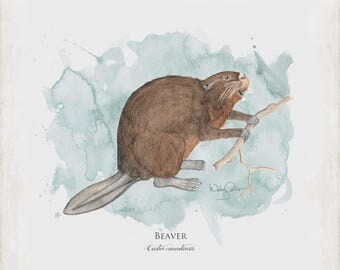 Beaver watercolor | Etsy