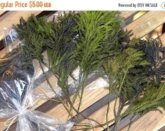 Princess pine | Etsy