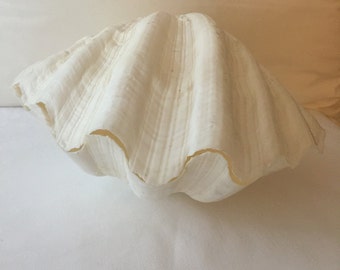 Large sea shell | Etsy
