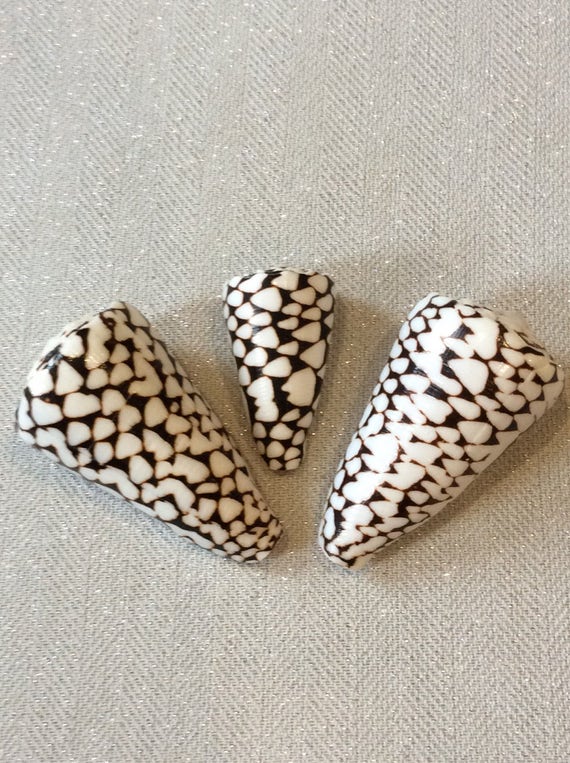 Set of 3 large hebrew cone shells from ShabbyShine on Etsy Studio