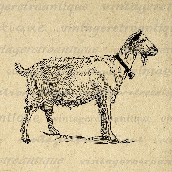 Digital Goat with Bell Image Download by VintageRetroAntique