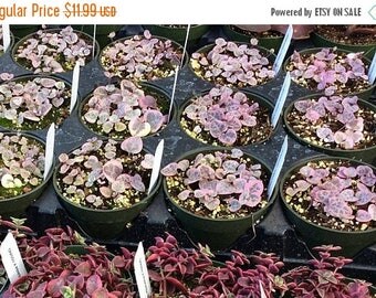 Glass planter | Etsy