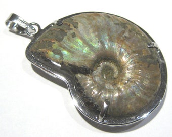Ammonite | Etsy