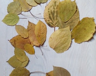 Pressed leaves | Etsy