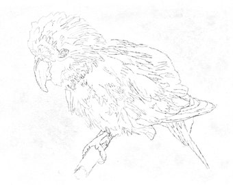 Monk parakeet | Etsy