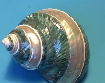 Elegant Jeweled & Seashell Decor for Home & Wedding by ShellDecor